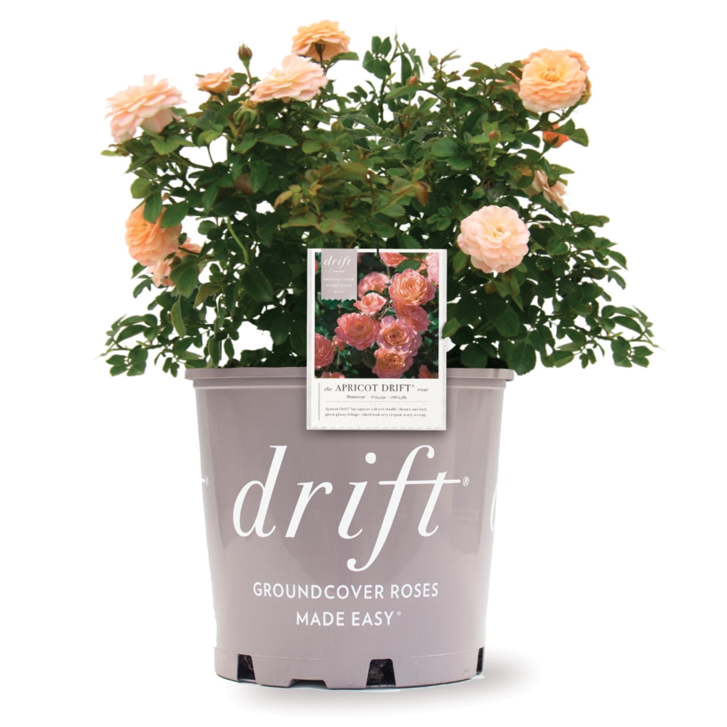Apricot Drift Rose - 3 Gallon Pot, Live Long-Blooming Deciduous Shrub ...