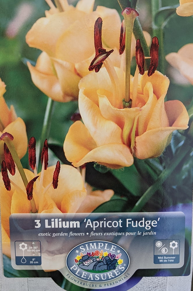 Apricot Fudge Lily - 3 Bulbs 14/16 cm - Exotic Blooms - Walmart.com