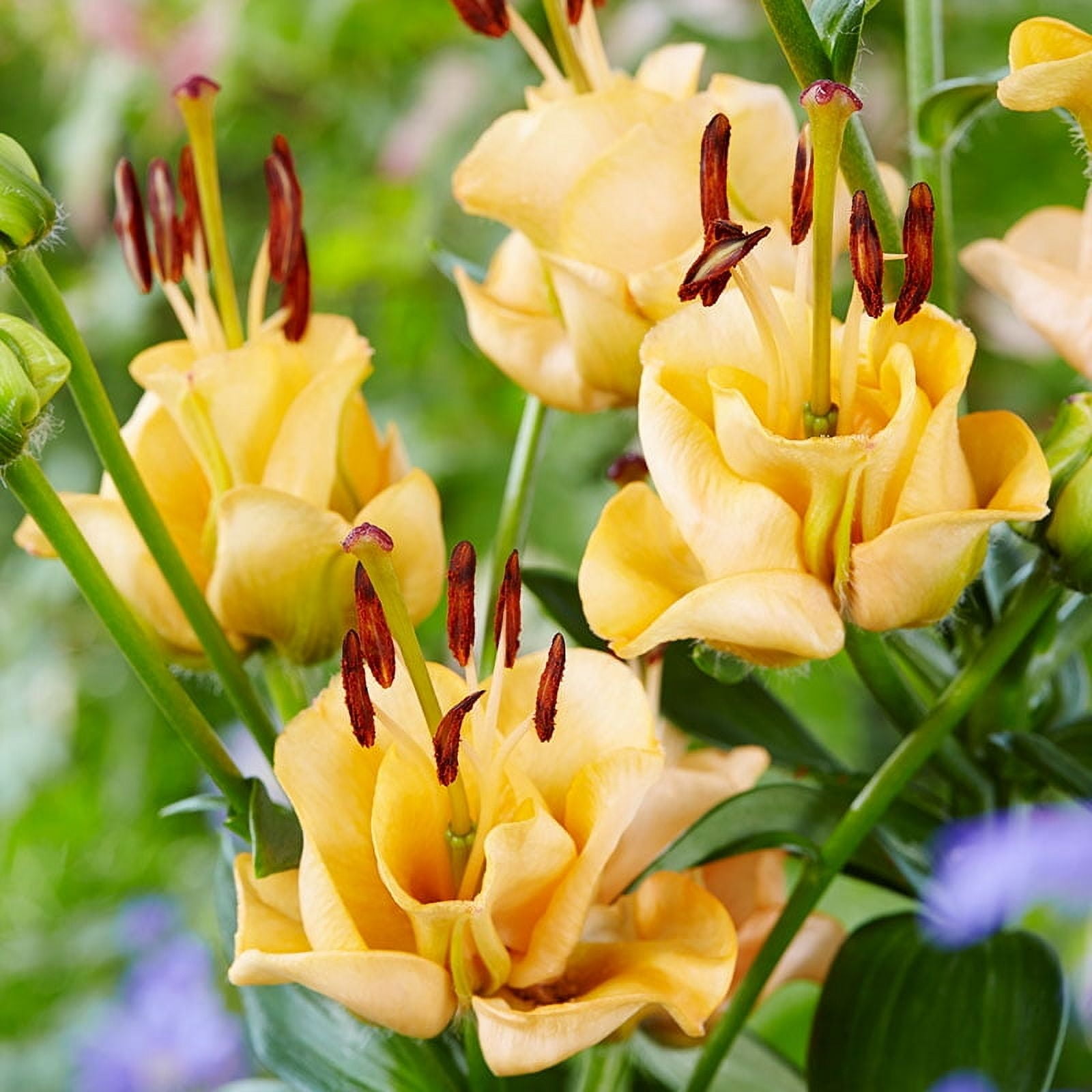 Apricot Fudge Lily Flower Bulbs - 3 Lilies Bulbs per Pack - Attracts Butterflies and ...