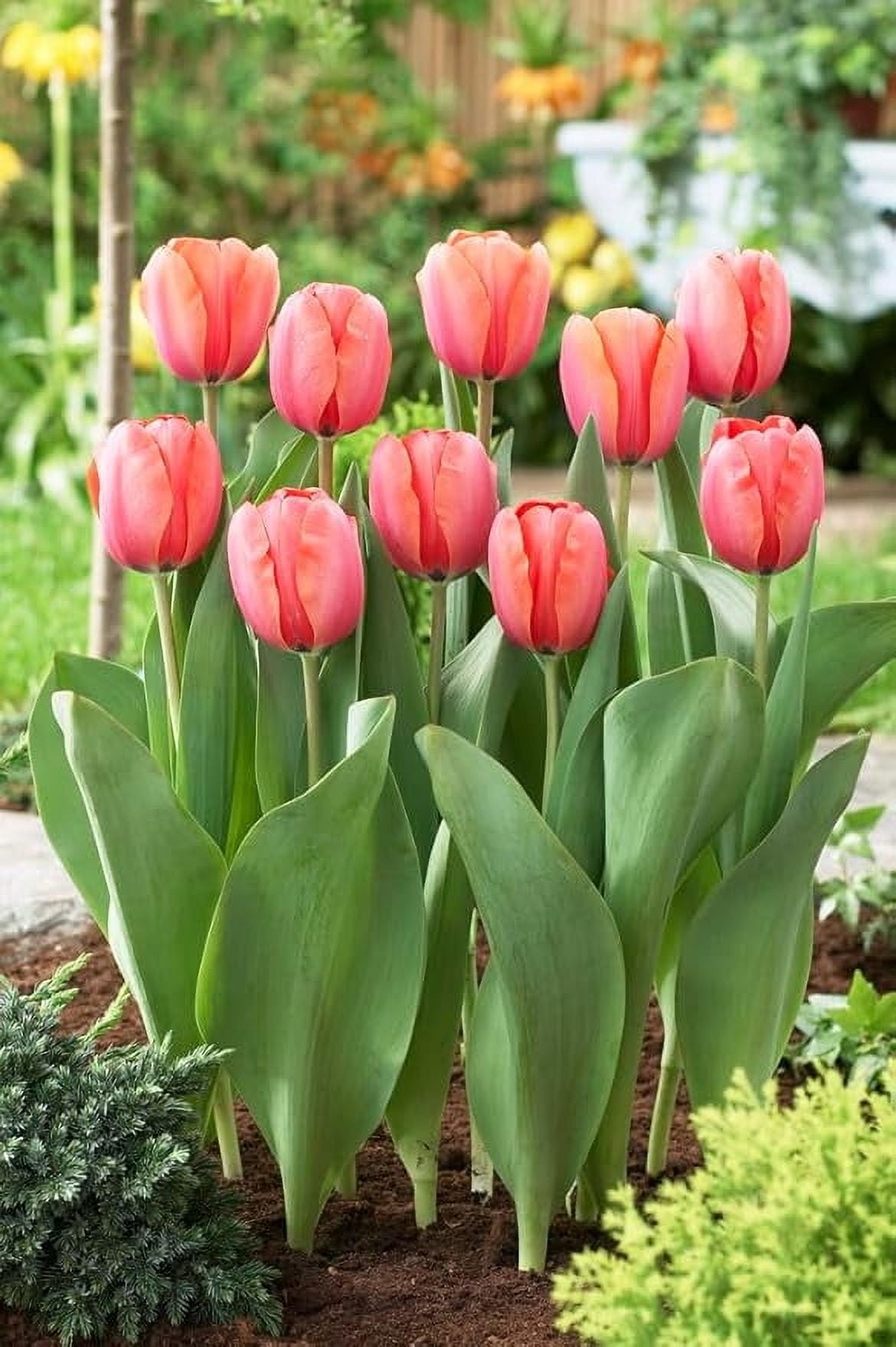 Apricot Impression Tulip Bulbs for Planting - Walmart.com