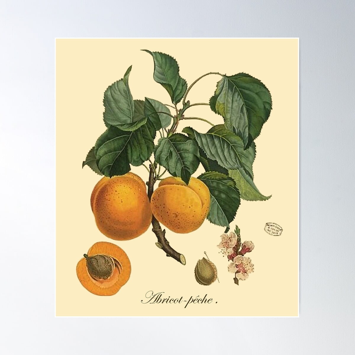 Apricot-Peach Vintage Botanical Illustration Poster Wall Art, Modern ...