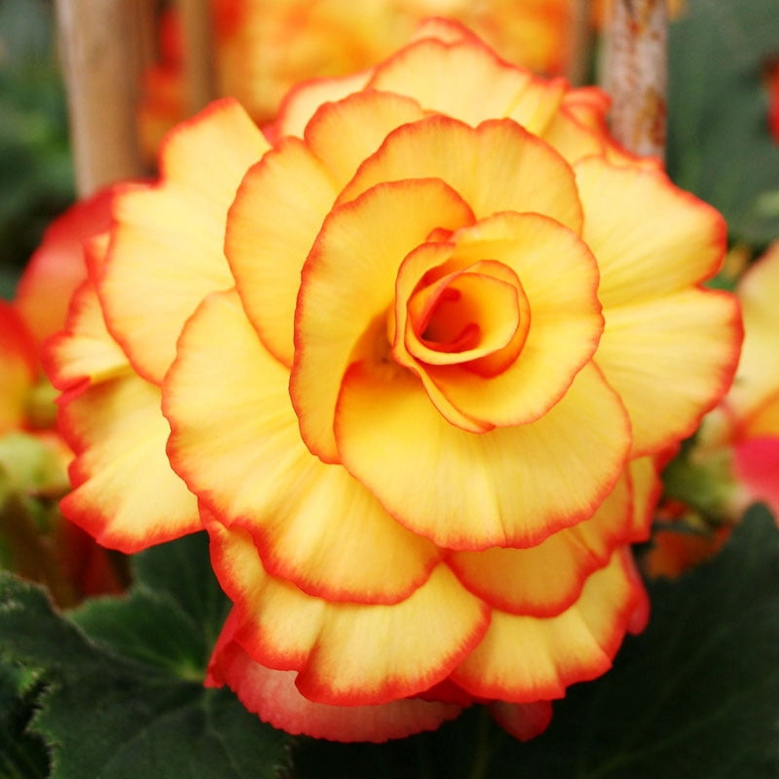 Exotic Apricot and Scarlet Picotee Begonia - 3 Tubers Package ...