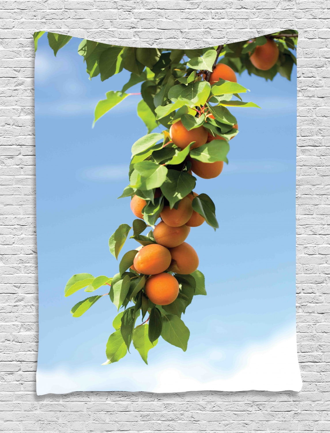Apricot Tapestry, Ripe Apricots on Tree Green Leaves Around Blue Sky ...