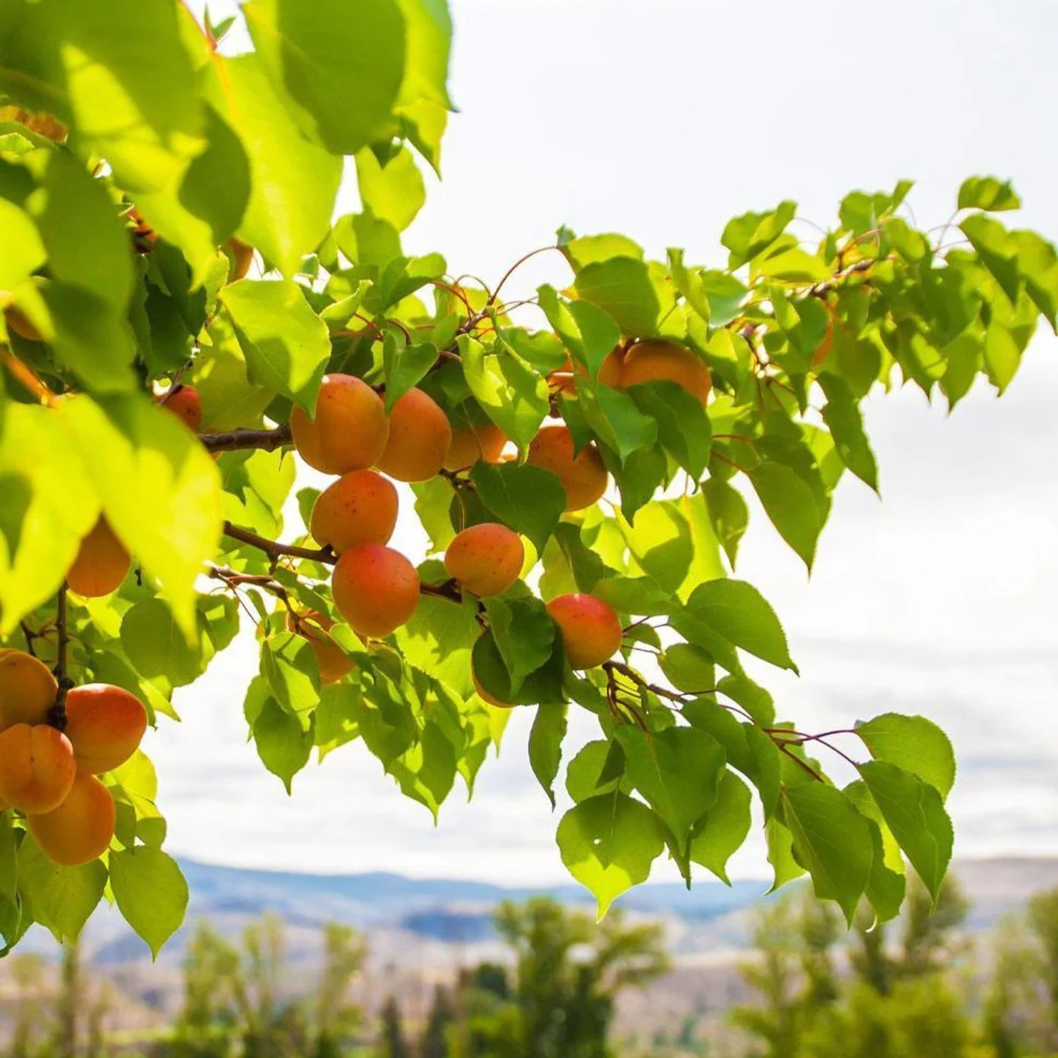 DuneCraft Wizard Mountain - Walmart.com