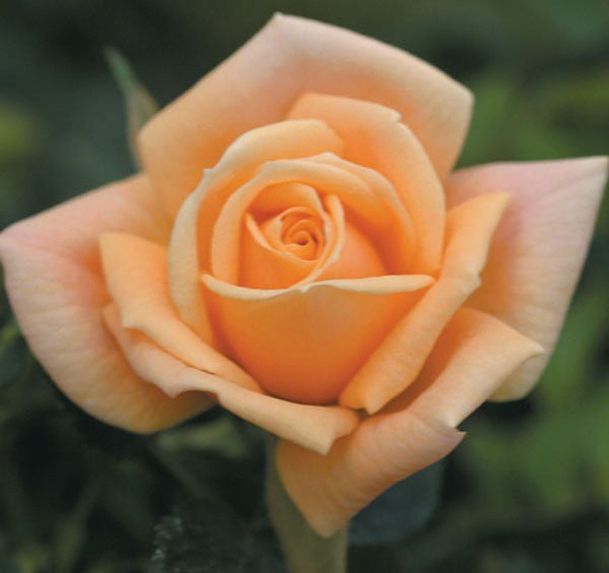 Apricot Twist Miniature Rose - 4" Pot - Fragrant Flowers - Walmart.com