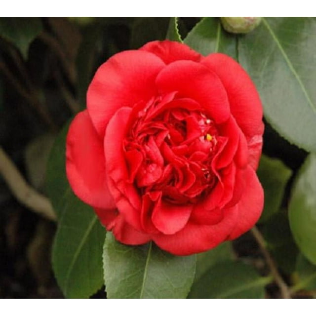 New Life Nursery and Garden Red April Tryst Camellia Camellia Japonica ...