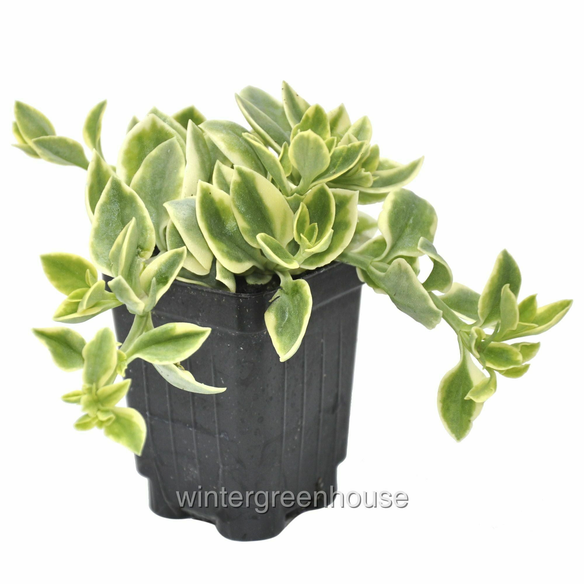 Colorful Variegated Aptenia Cordifolia Baby Sun Rose Philippines | Ubuy