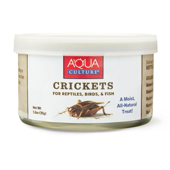 Live Crickets