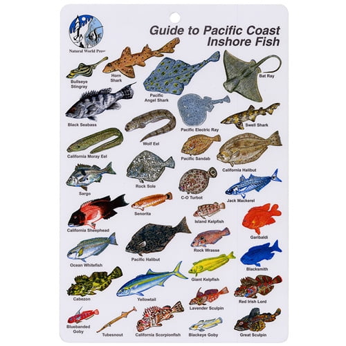 Aqua Pacific Inshore Coast Fish I.D. Card - Walmart.com