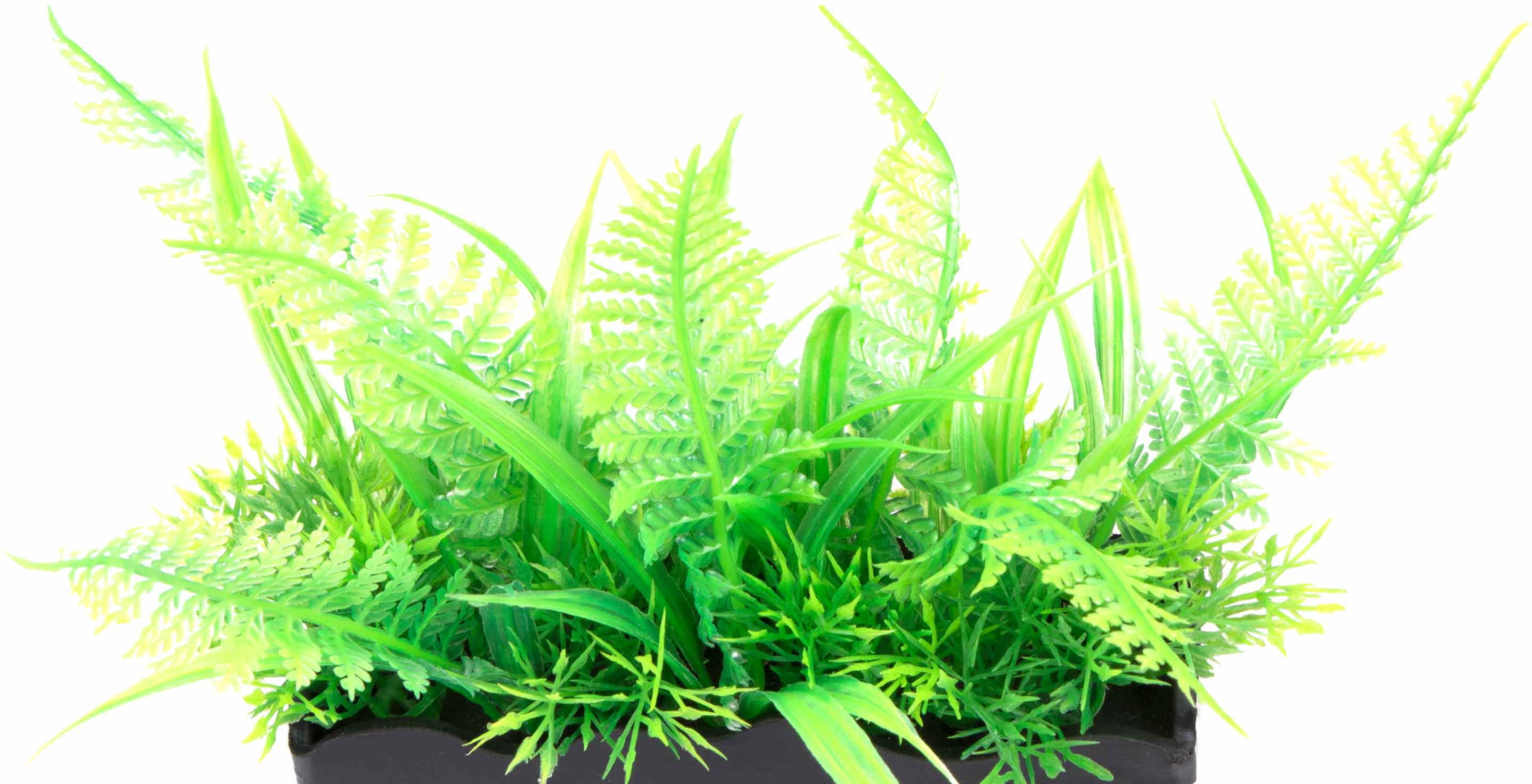 Aqua Plant Medium Ostrich Fern Bunch Plant for Fresh and Saltwater ...
