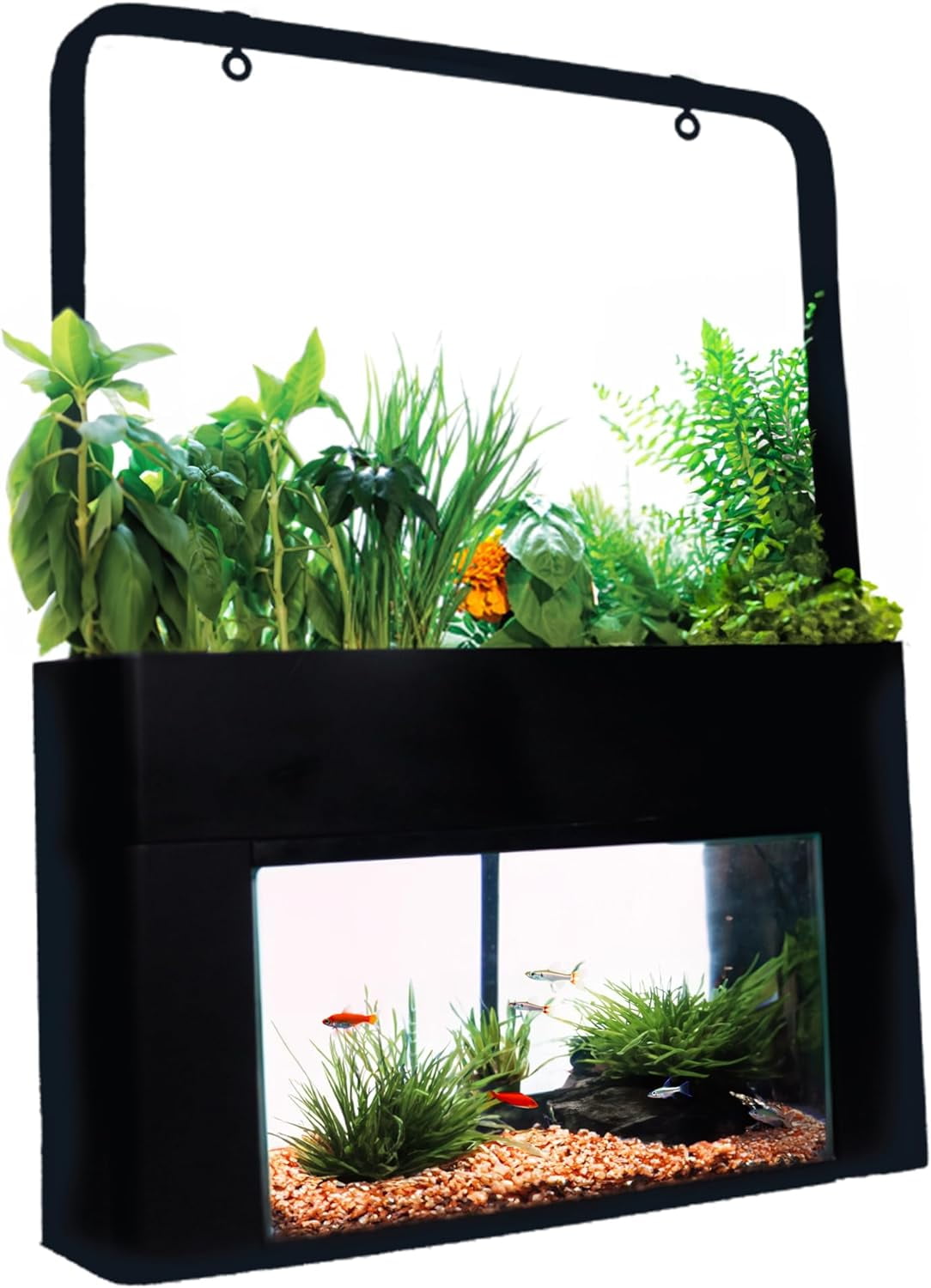 AquaSprouts Aquaponics Garden, Self-Sustaining Desktop Aquarium ...