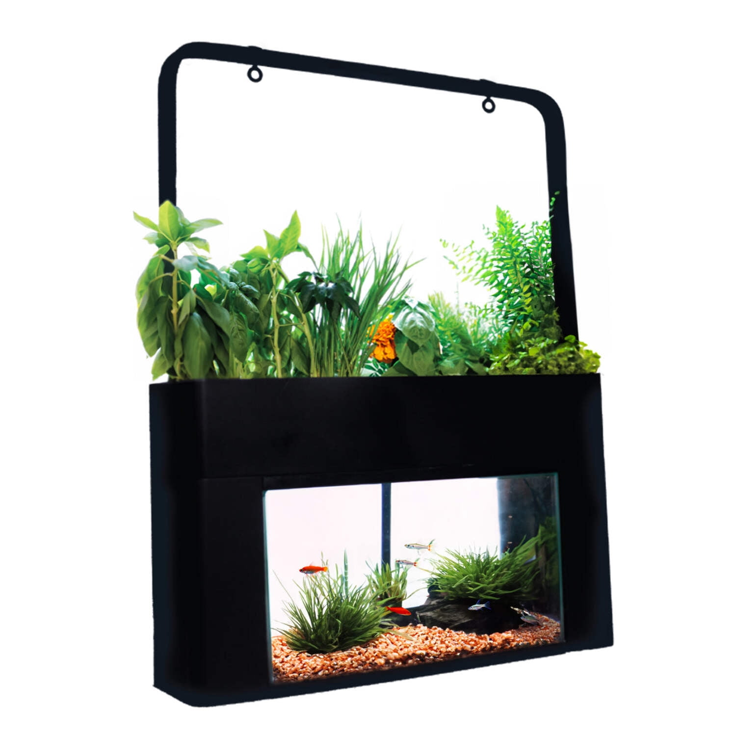 AquaSprouts Self-Sustaining Aquarium & Aquaponics Garden for Water ...