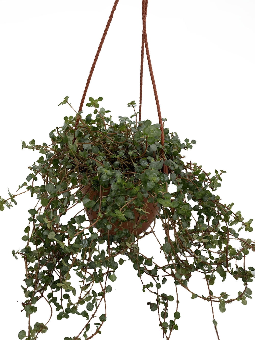 Aquamarine Baby Tears - Pilea glauca - 6" Hanging Basket - Walmart.com
