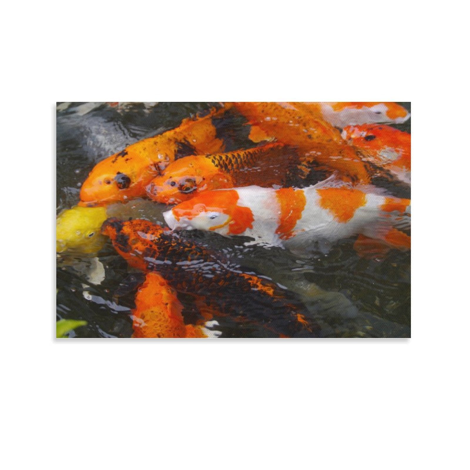 Aquarium Fish Nishikigoi Fish Poster Decorative Painting Canvas Wall ...
