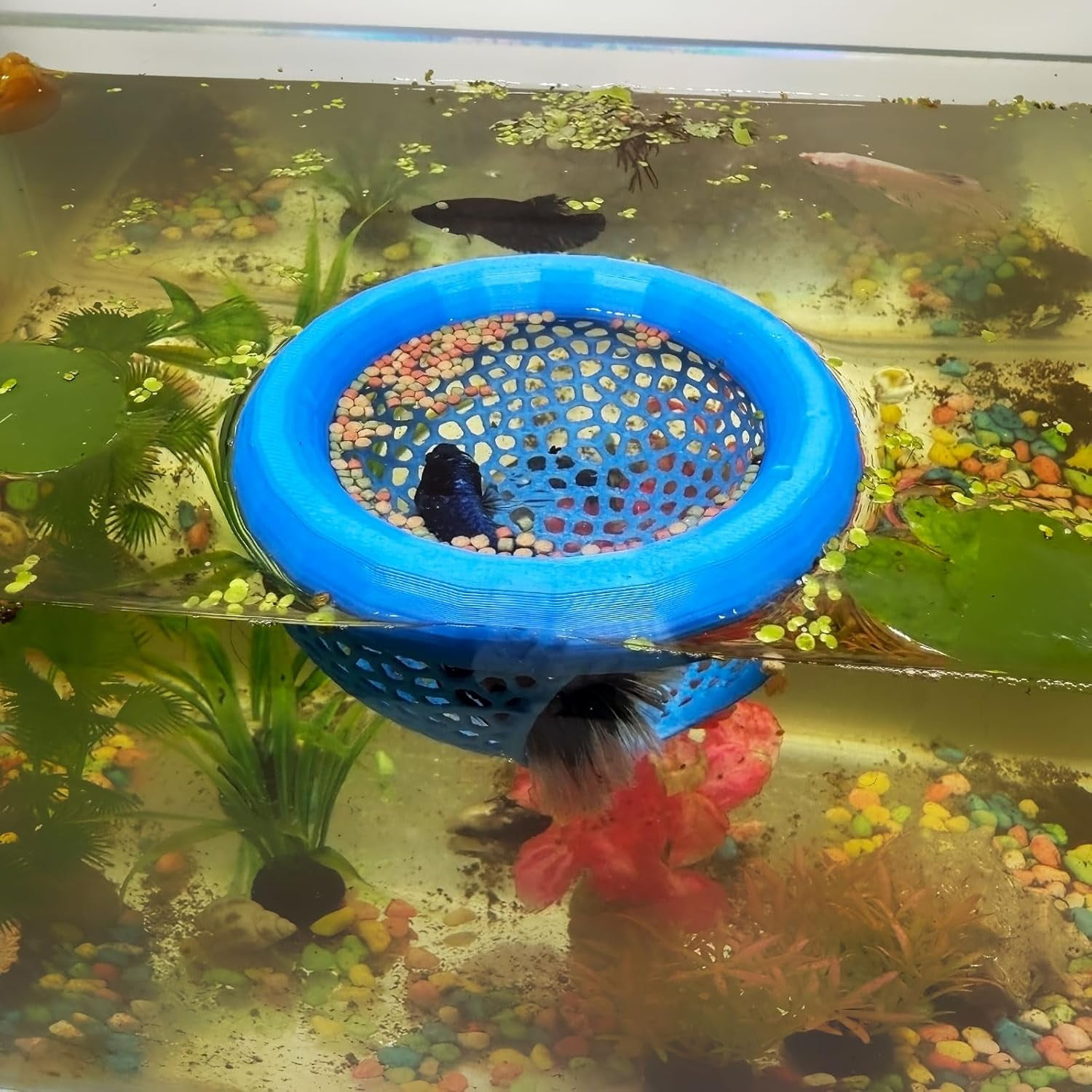 Aquarium Floating Betta Fish Skins, Betta or Shrimp Feeder, Cave and ...
