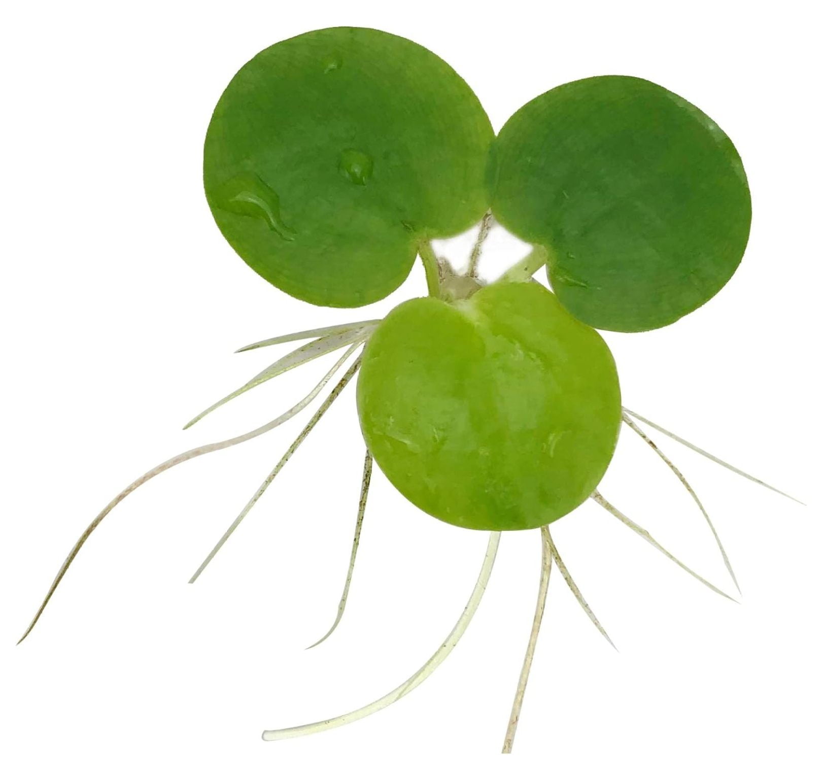 Aquarium Floating Plants Package #2, 12 Walmart Frogbit, 12 Dwarf Water ...