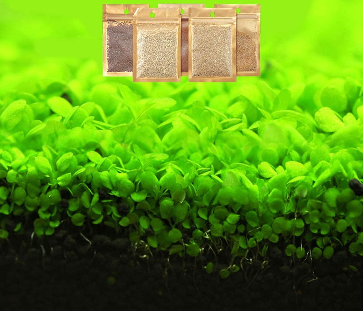 Aquarium Grass Plant FEV6 Seeds 10g Water Grasses Random Aquatic Plant ...