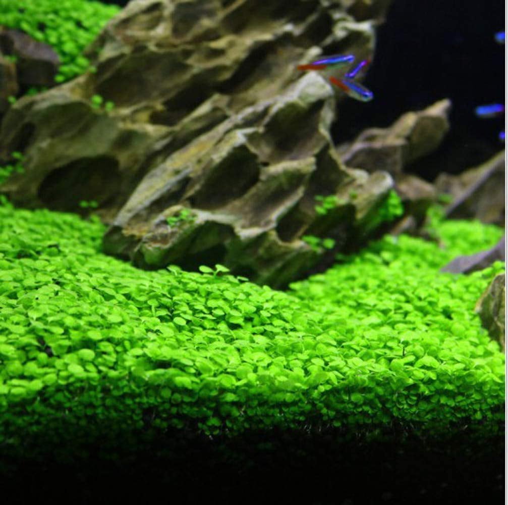 Aquarium Grass Plant Seeds 10g Water AIS1 Grasses Random Aquatic Plant ...