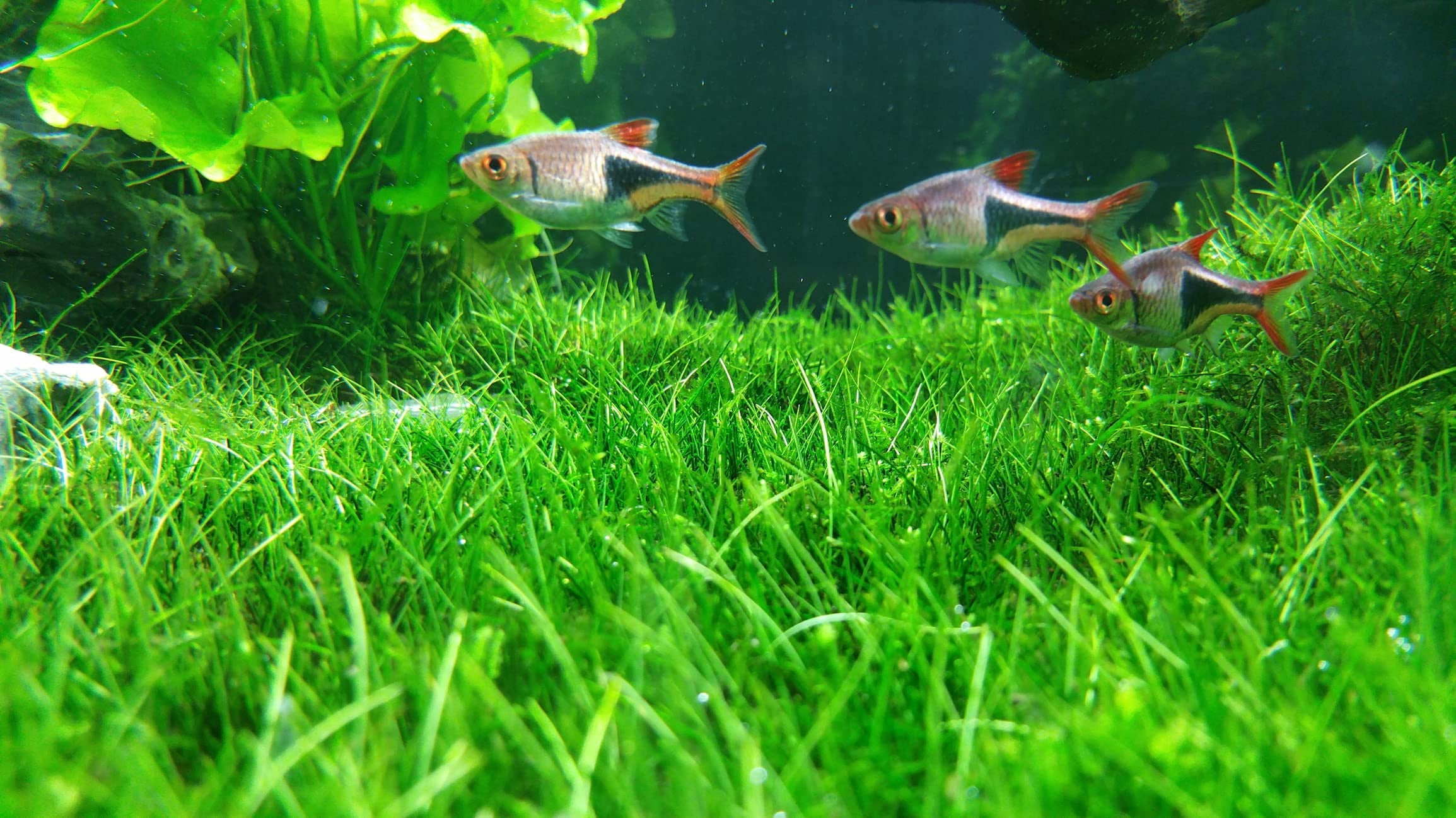 CZ Grain Aquarium Grass Seeds | 100+ Dwarf Grass Seeds | Green Carpet ...