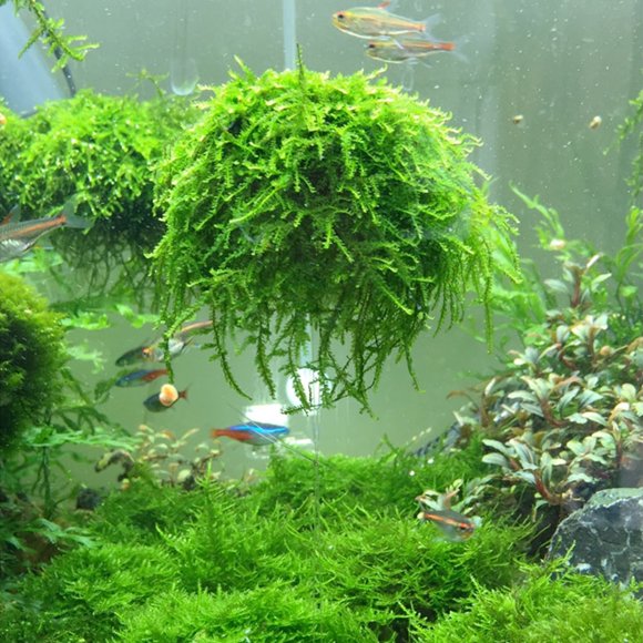 Aquatic Mosses