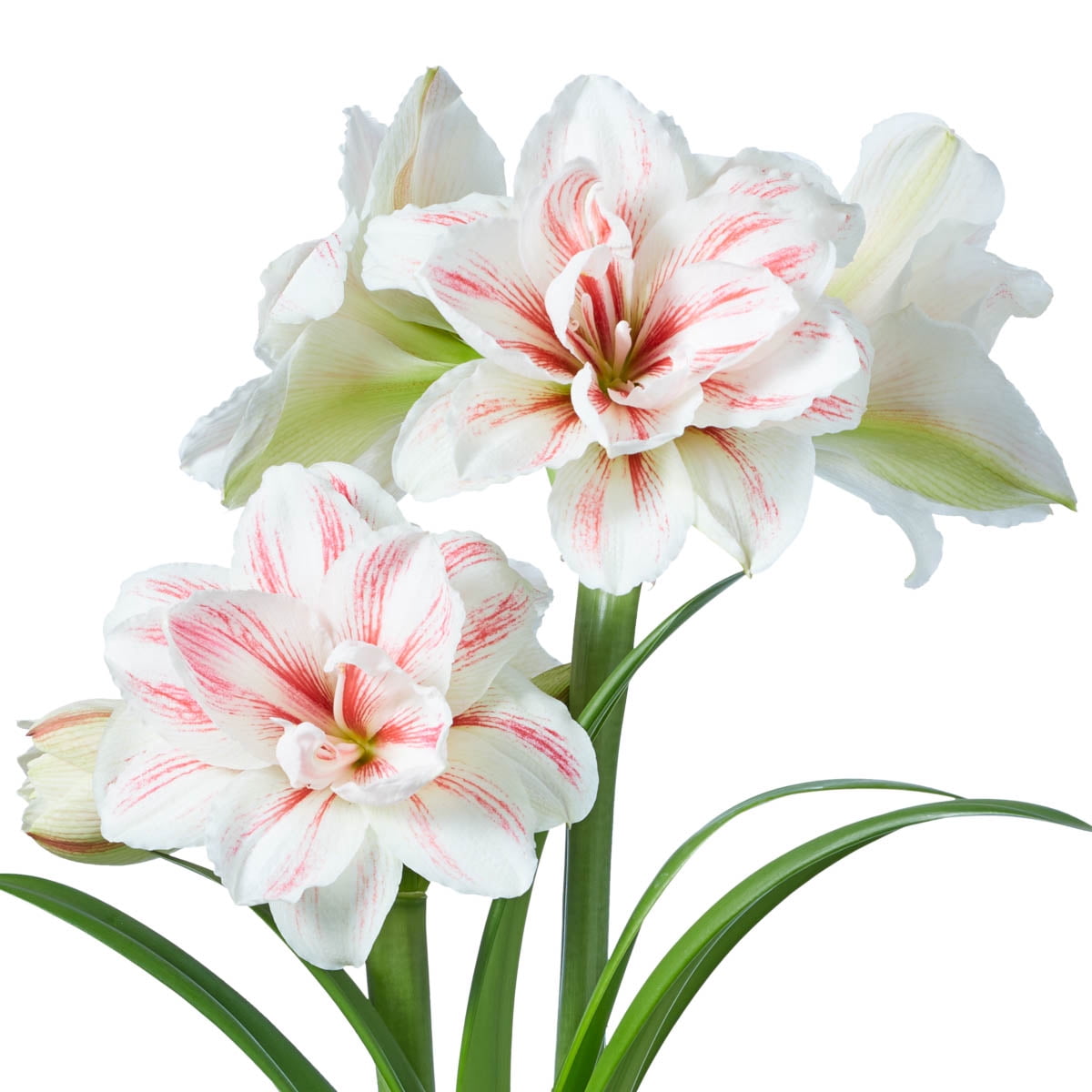 Aquaro Dormant Amaryllis Bulb for indoor forcing - Walmart.com