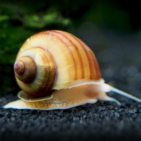 Aquatic Arts Chestnut (Albino) Mystery Snail Breeder Combo Box ...
