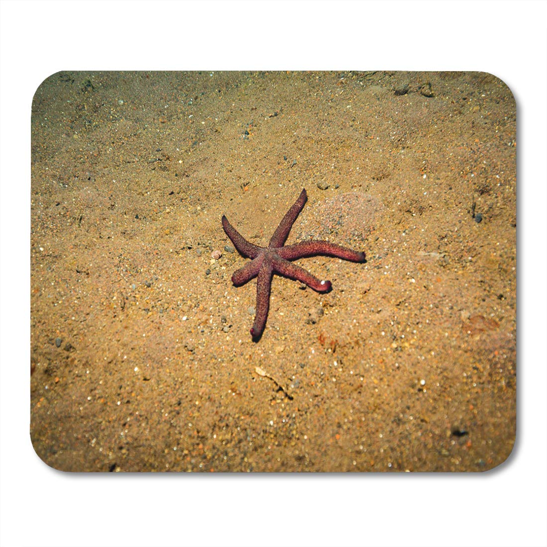 Aquatic Blue Seastar on Bali Coral Garden Indonesia Red Aquarium Atoll ...