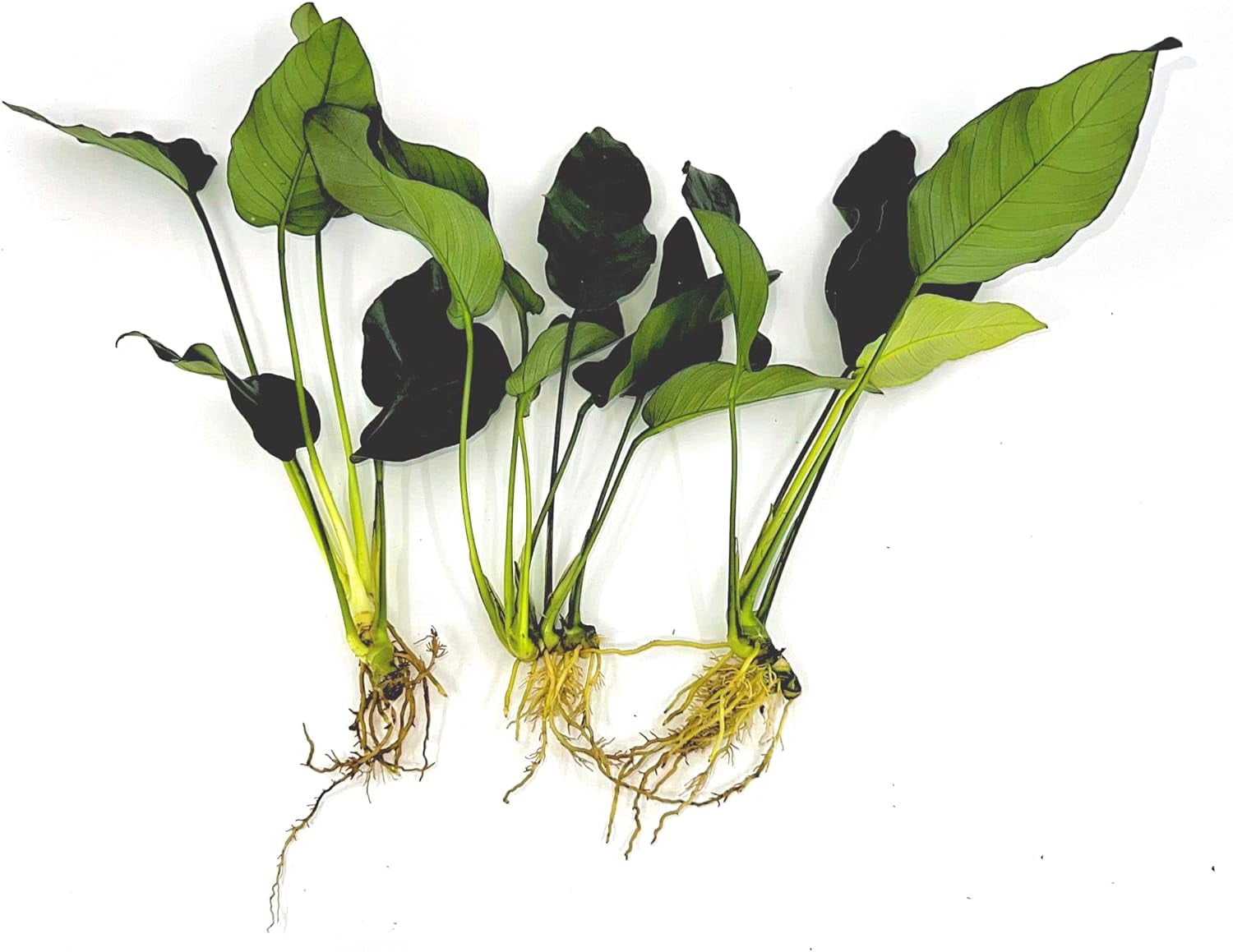 Aquatic Plants Bundle | Live Plants for Freshwater Aquariums (3 X ...