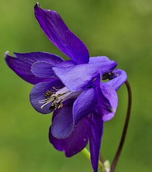 Aquilegia Alpina BLUE ALPINE COLUMBINE 1 Live 6” Rooted Flower Plant ...