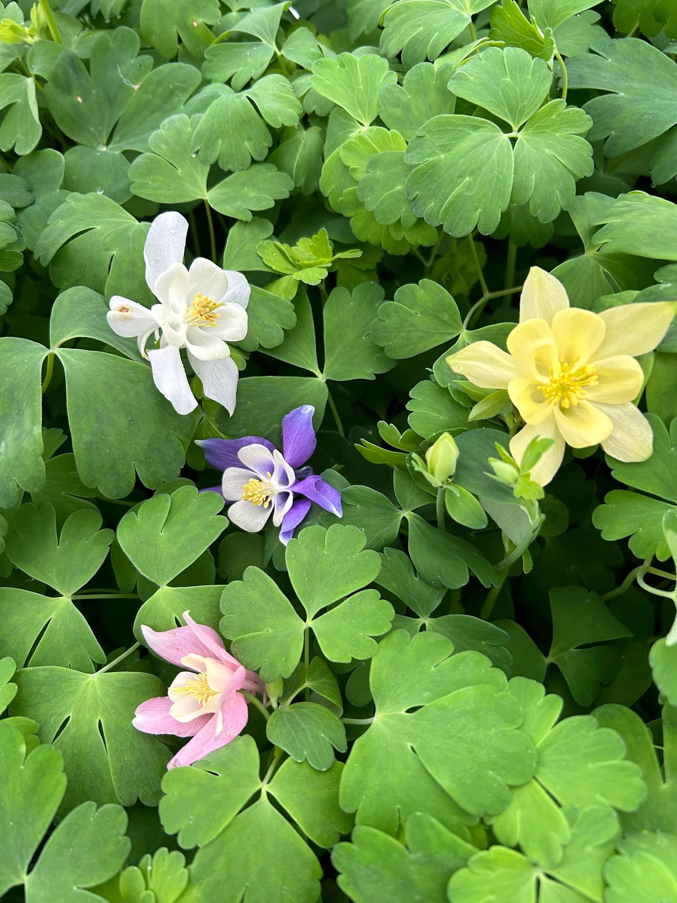 Aquilegia Canadensis 'Columbine Mix' Plants in a 3.5' Pot - Walmart.com