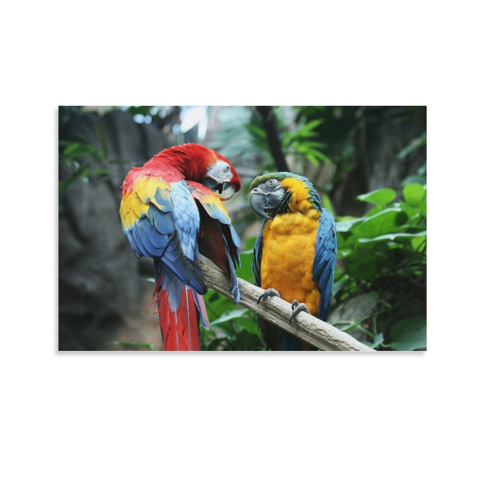 Ara Macao And Ara Ararauna -Aquarium of The Americas Poster Decorative ...