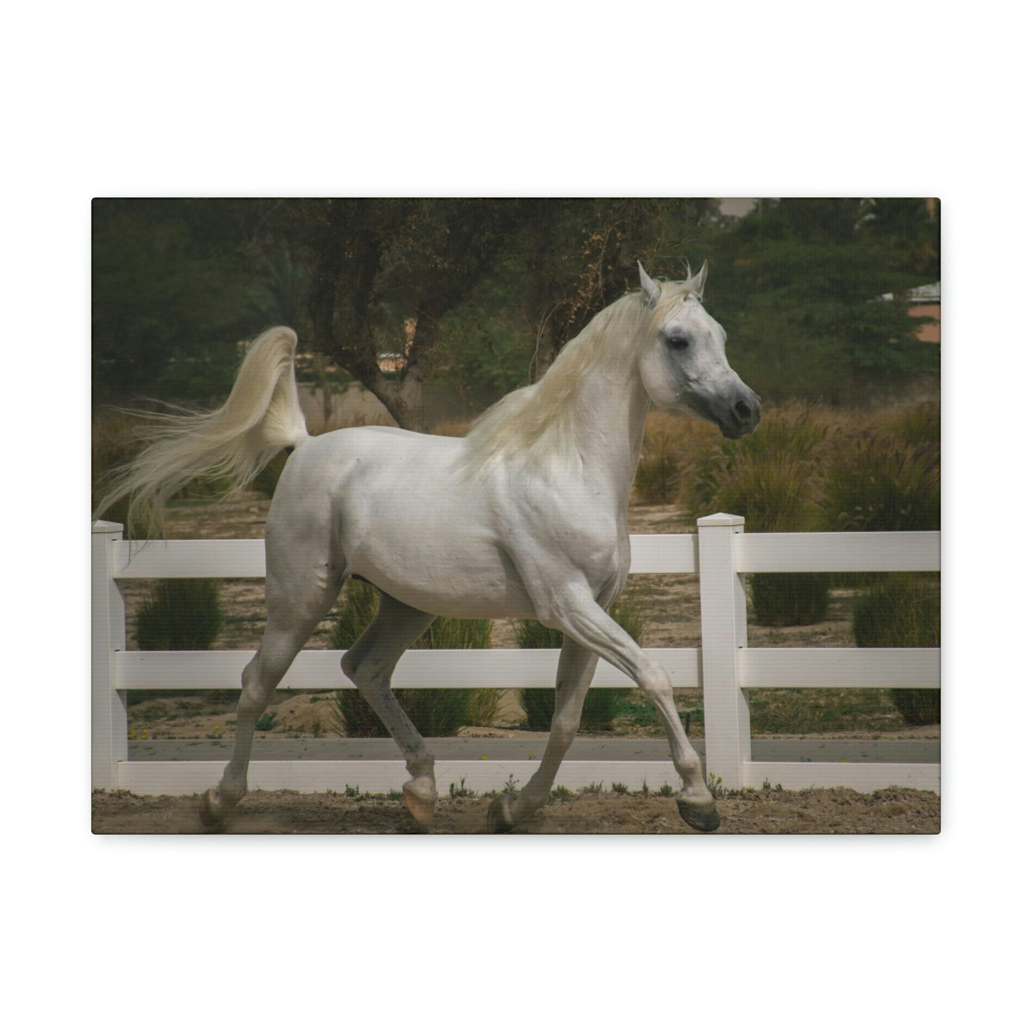 Arab Horse Hunting Arab Horse on Hunt Print Animal Wall Art Wildlife ...