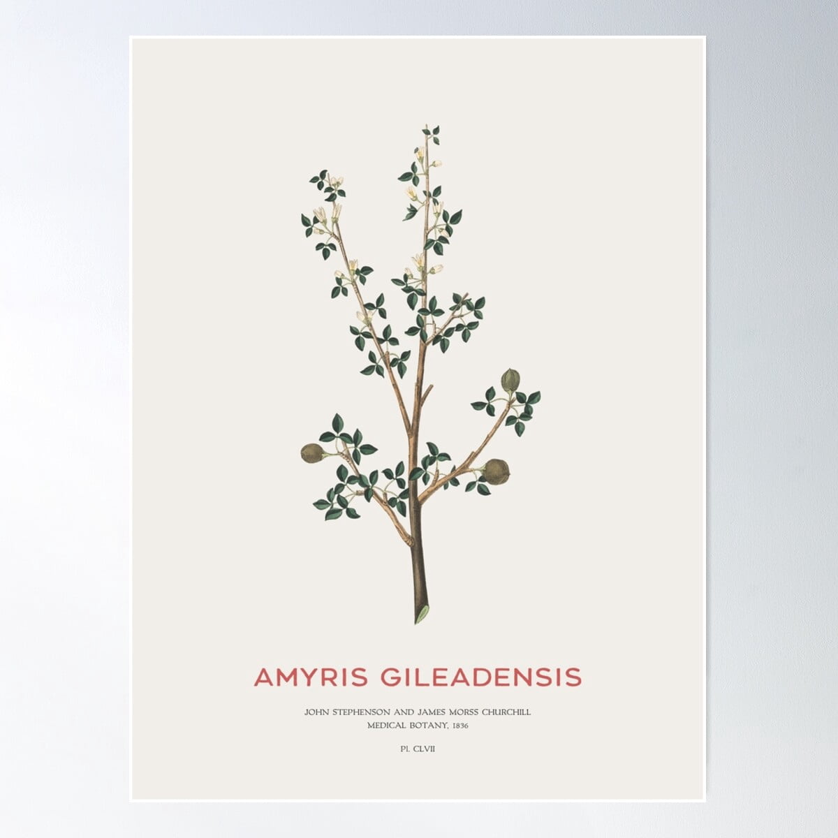 Arabian Balsam Tree Or Amyris Gileadensis Poster Wall Art, Modern Wall ...