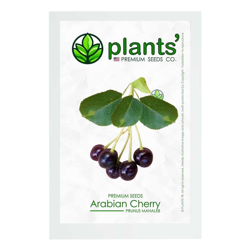Arabian Cherry | Premium Seeds | Prunus mahaleb 'Fruit' | Plants ...