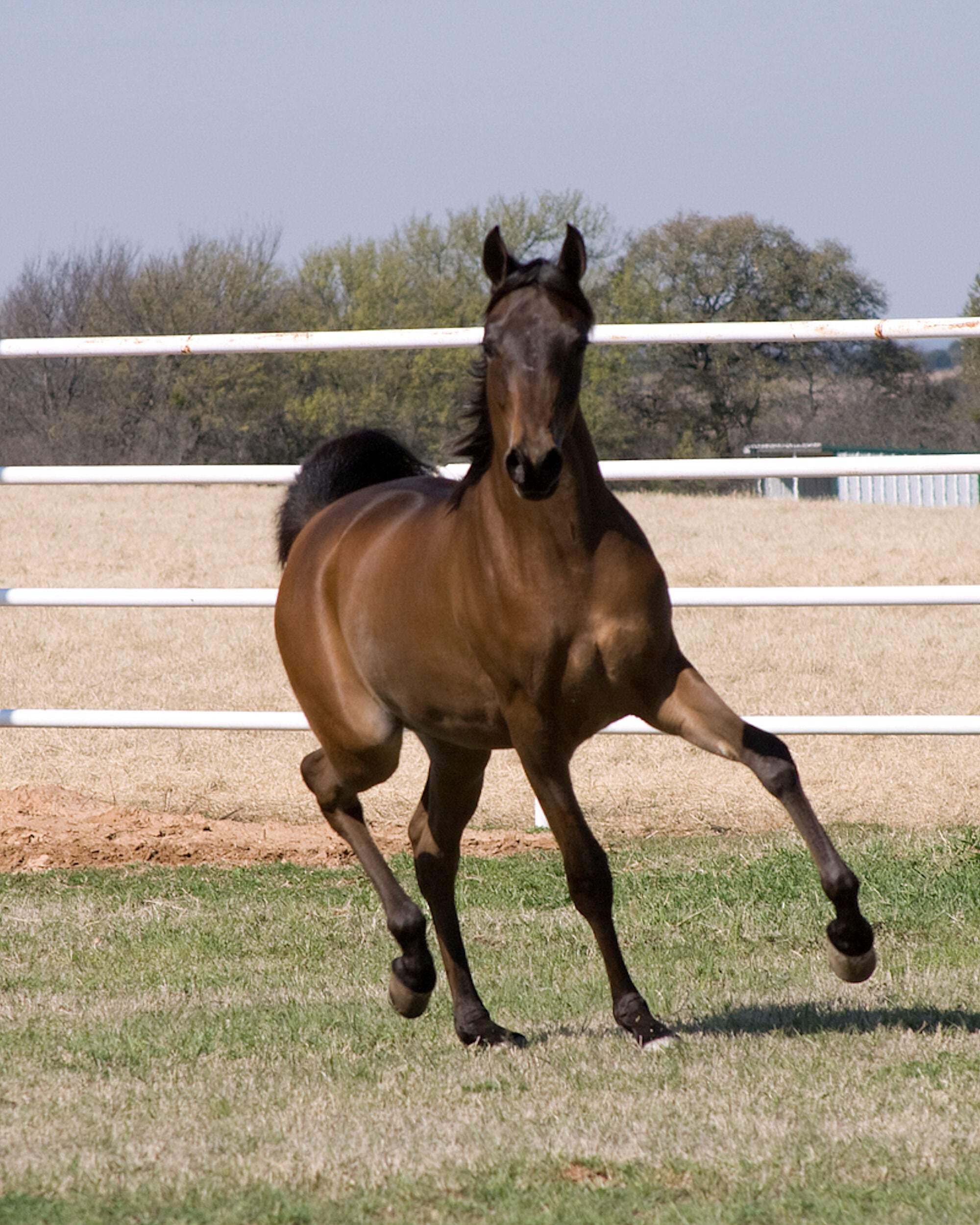 Arabian Horse Breed Brown GLOSSY POSTER PICTURE PHOTO PRINT BANNER ...