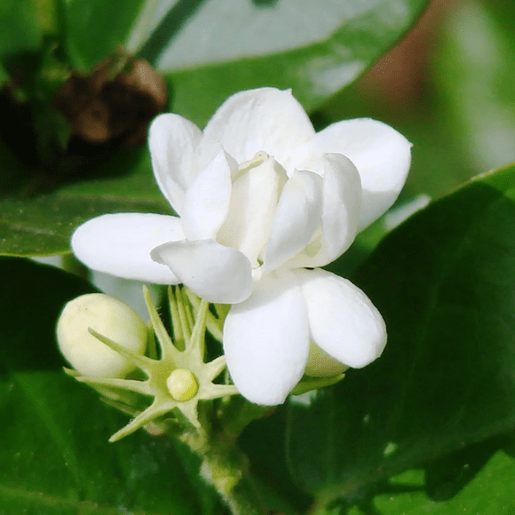 Live Jasmine