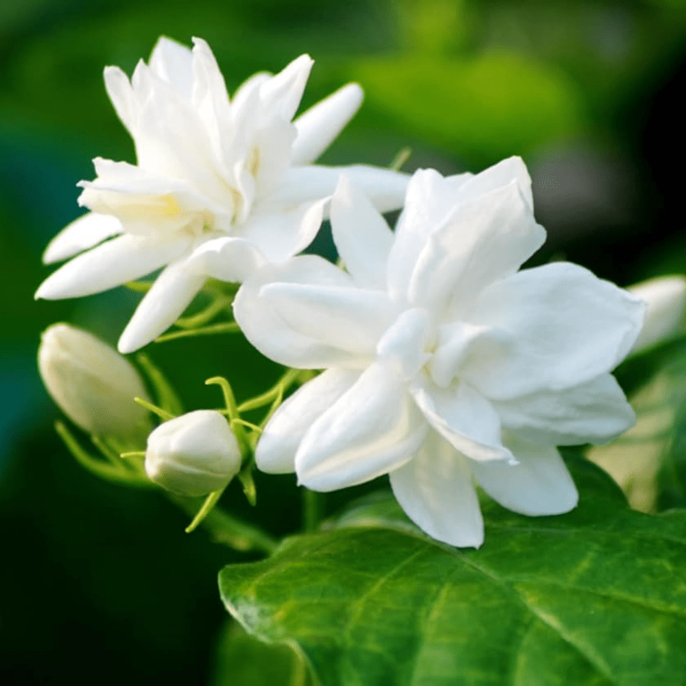 Arabian Jasmine Plant Live 6-8 Inch Tall, Fragrant Jasmine Vine for ...