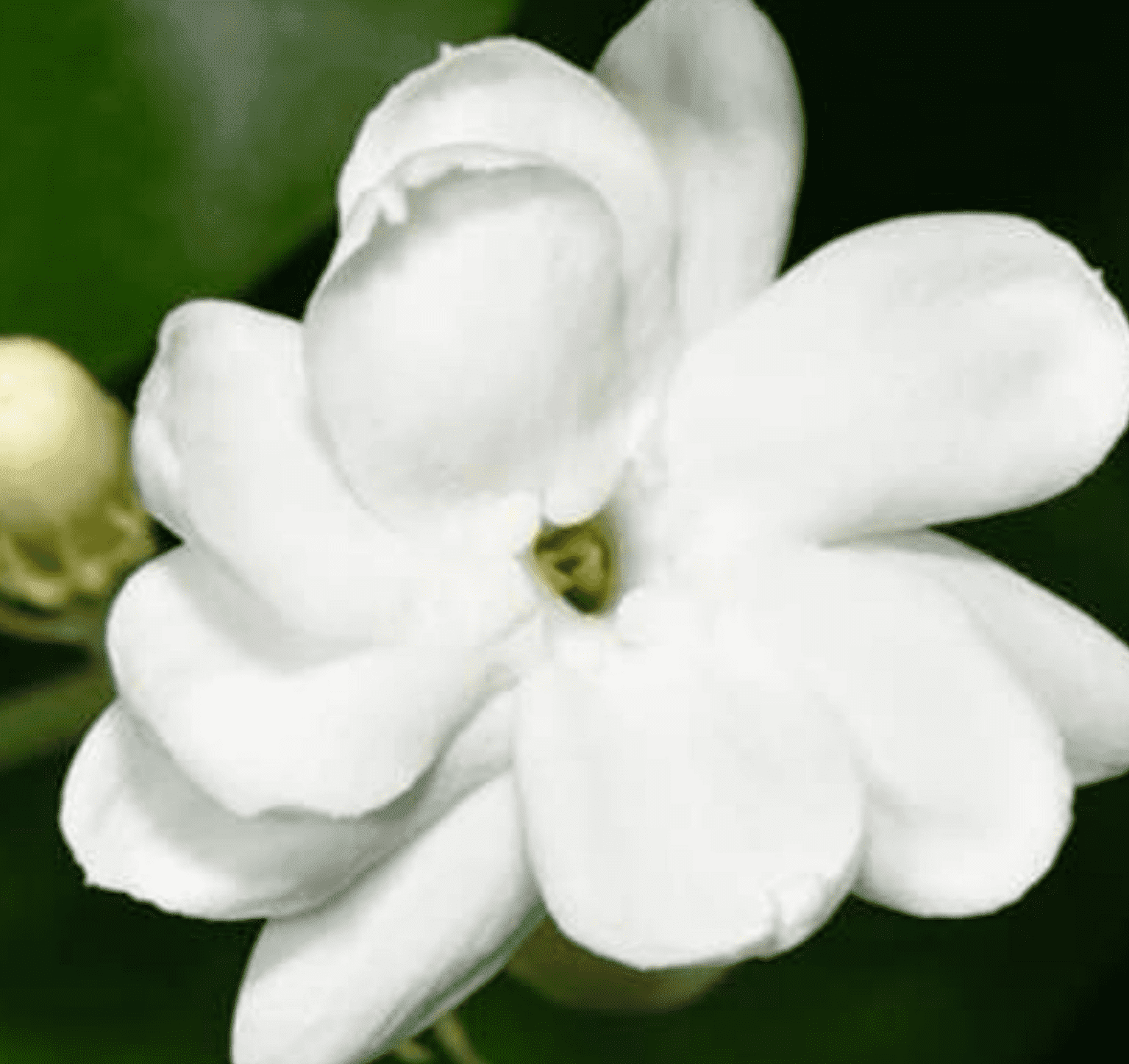 Arabian Jasmine Sambac Live Plant, 6in Pot, 1 Count - Walmart.com