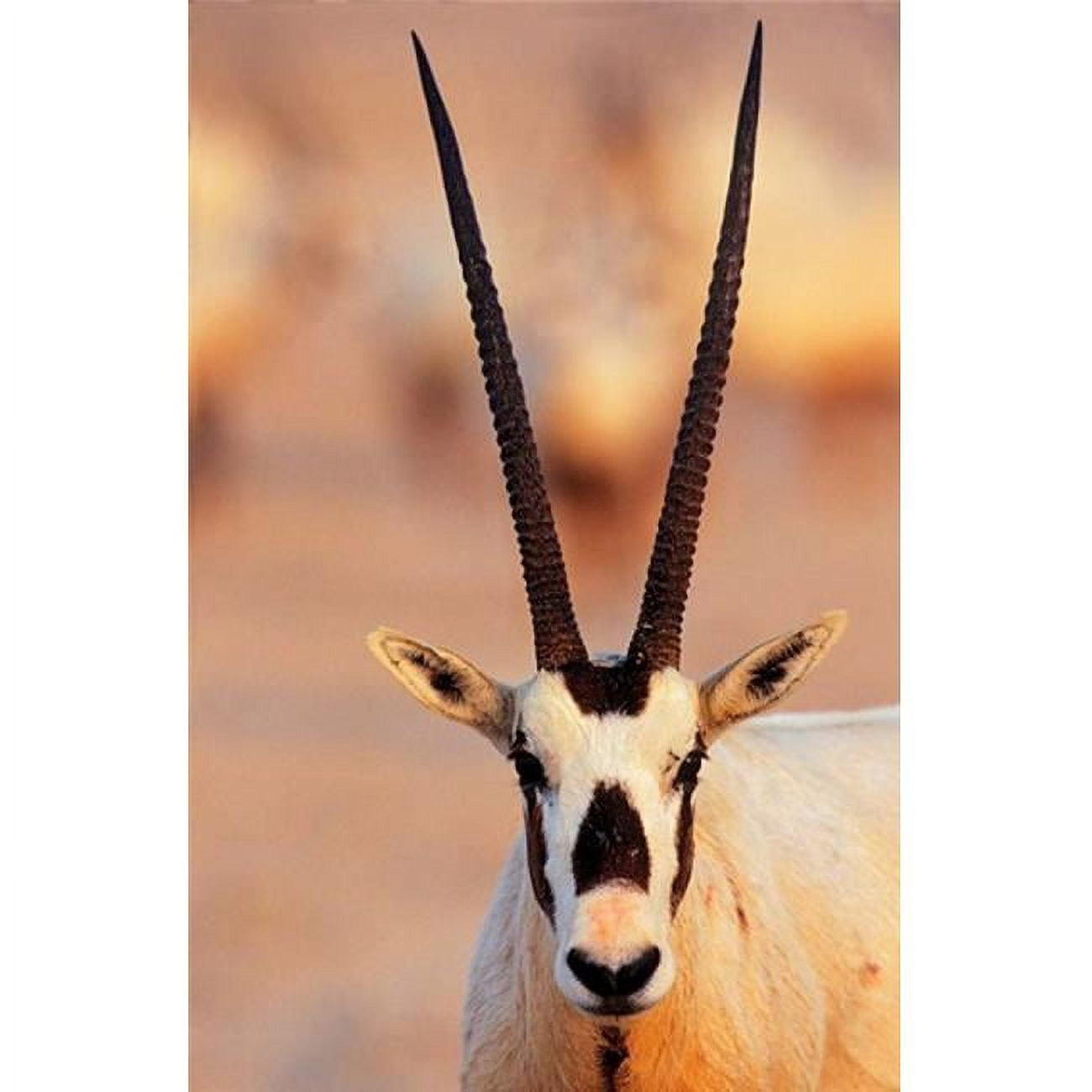 Arabian Oryx Wildlife on Sir Bani Yas Island Uae Poster Print by Martin ...