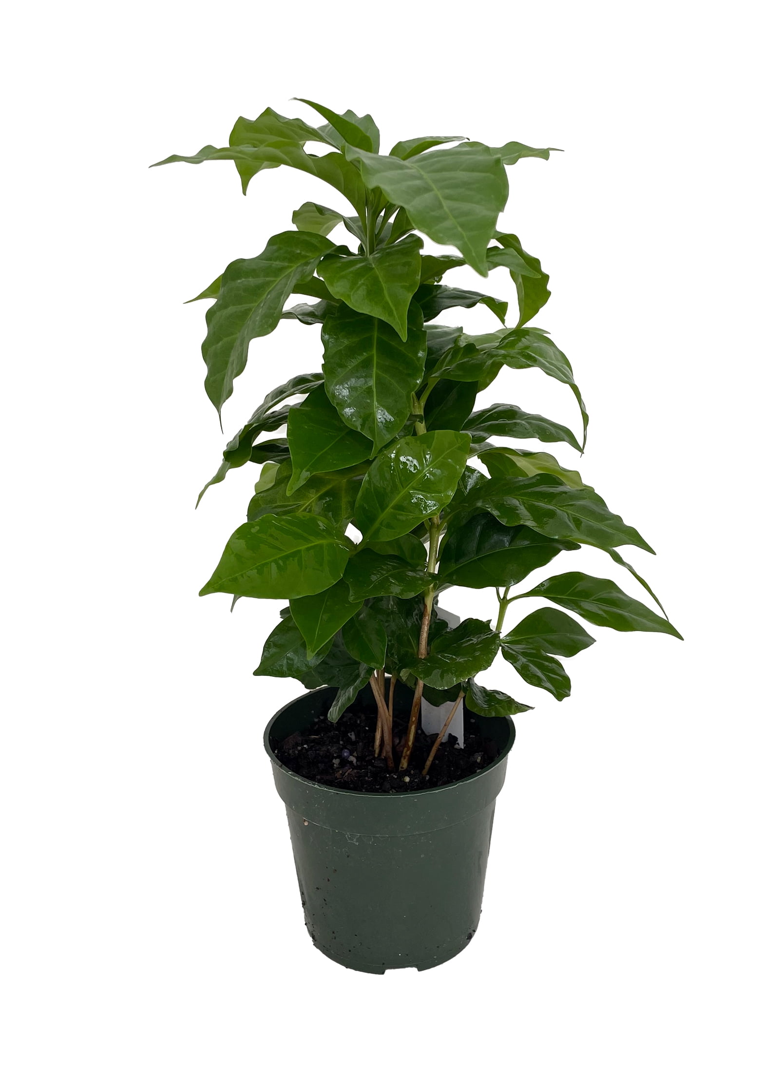 "Hirt's Gardens Arabica Coffee Bean Plant - 4"" Pot - Homegrown ...