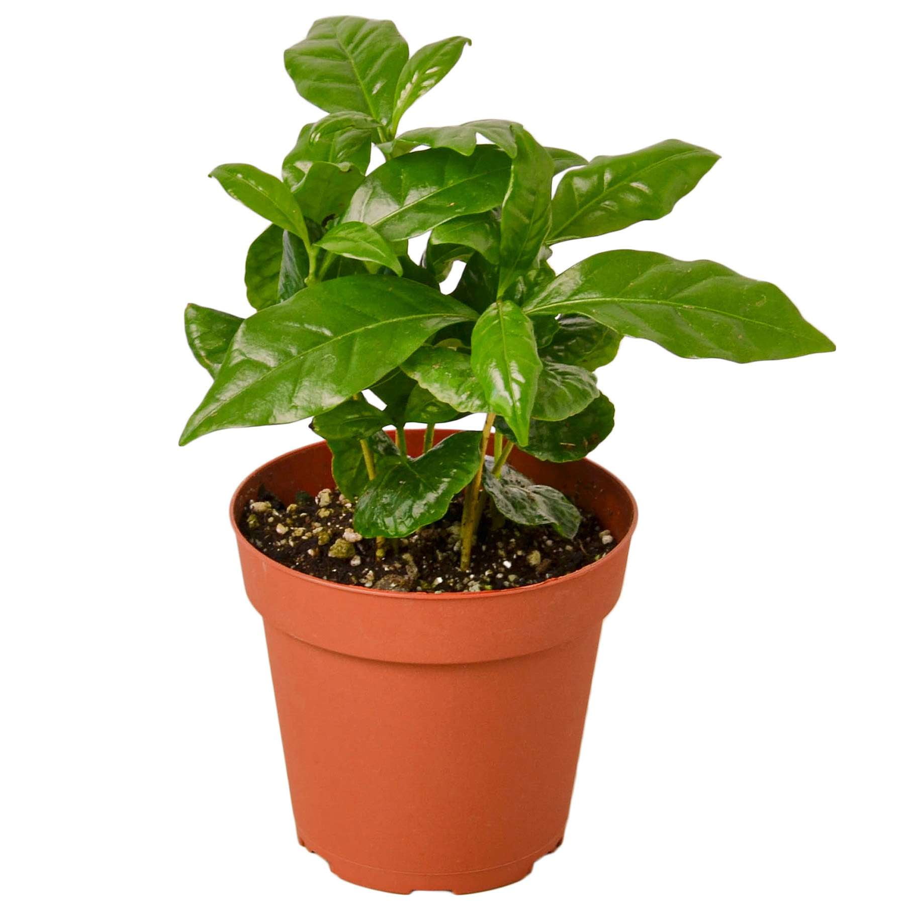 Arabica Coffee Live Plant for Indoor | Different Houseplants in 4'' & 6 ...