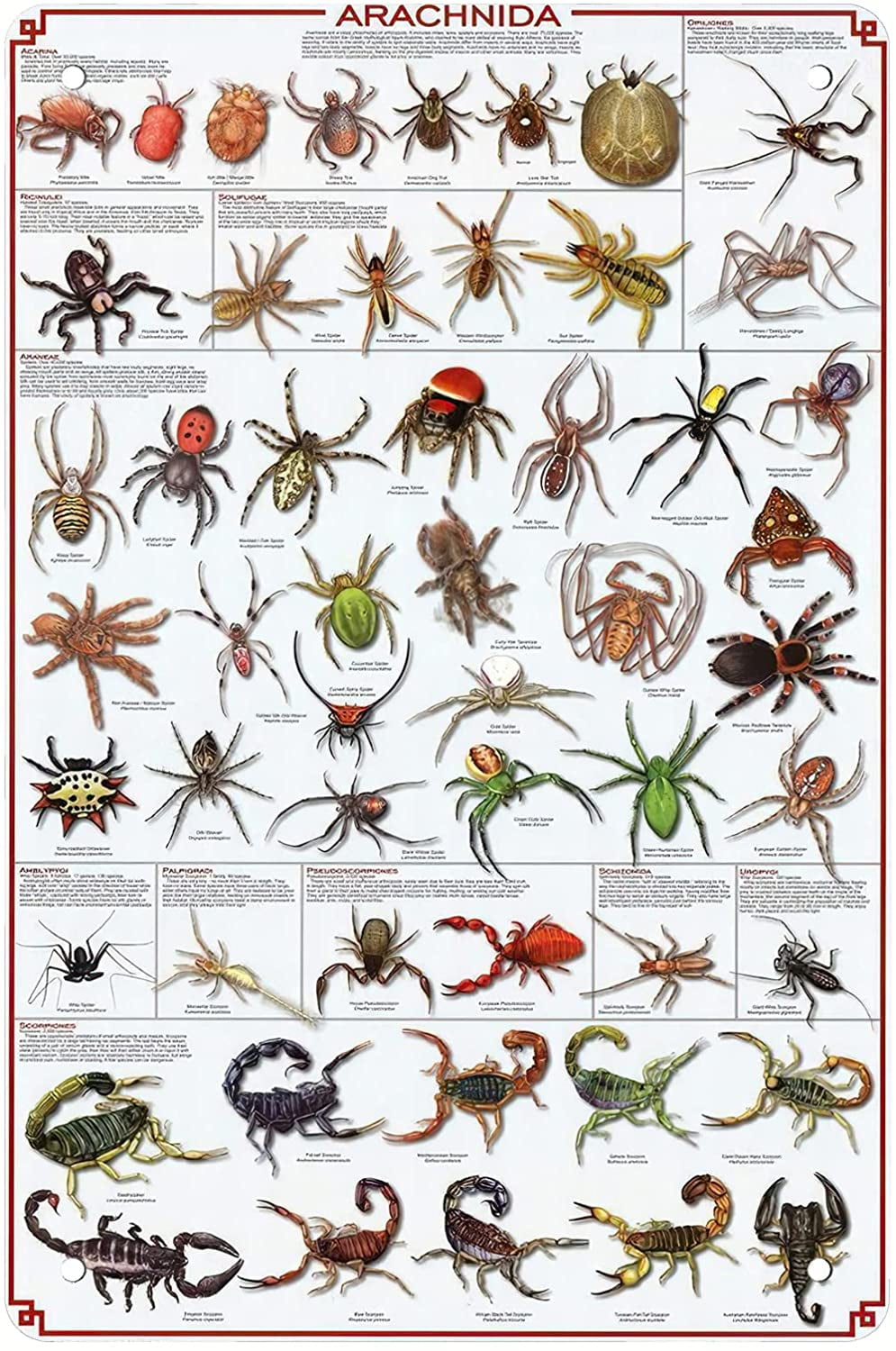 Arachnida Spiders Educational Science Chart Vintage Funny Sarcastic ...