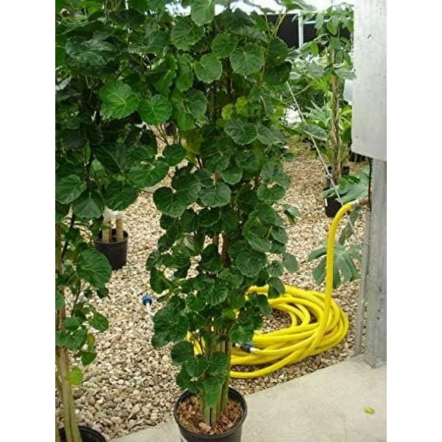 Aralia Balfour Cane - Live Plant in a 10 Inch Pot - Attractive and ...