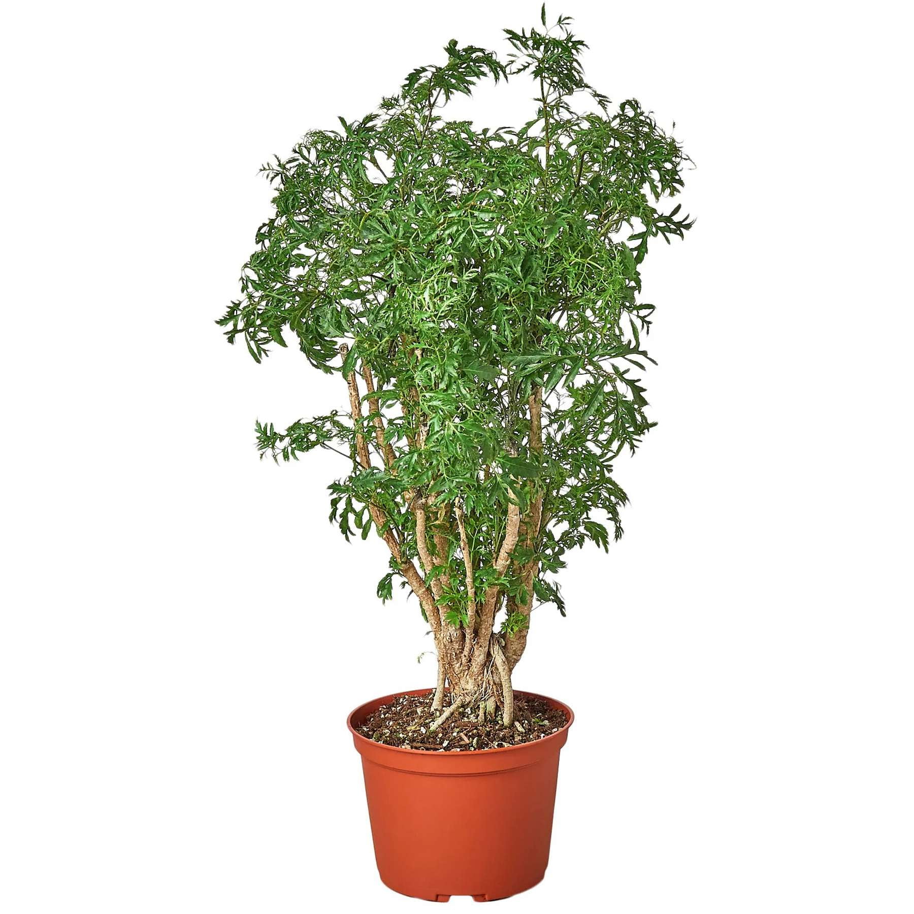 Aralia Ming Stump Plant Live Plant for Indoor | Different Houseplants ...