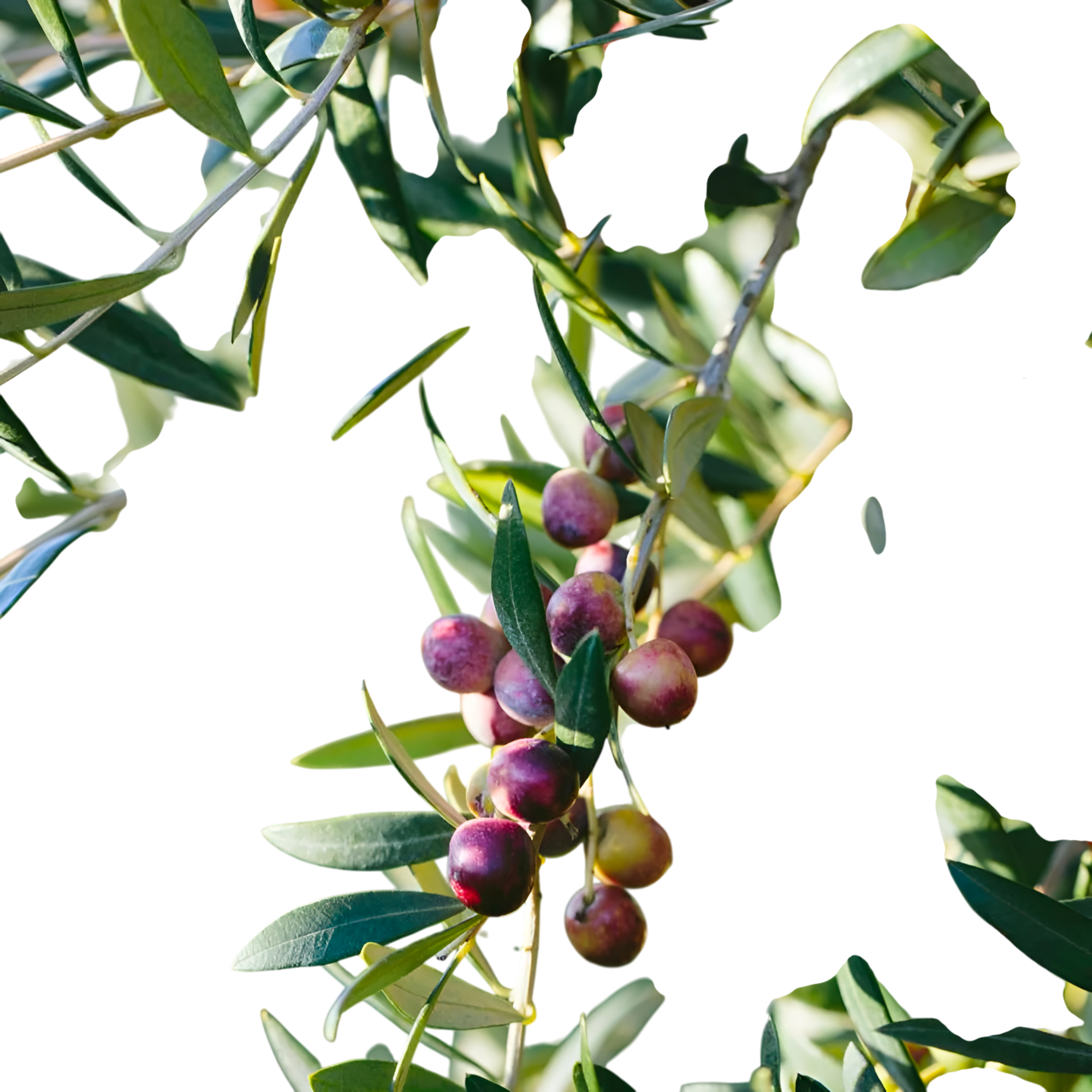 Arbequina Fruiting Olive Tree – Live Evergreen Fruit Trees with Silvery ...