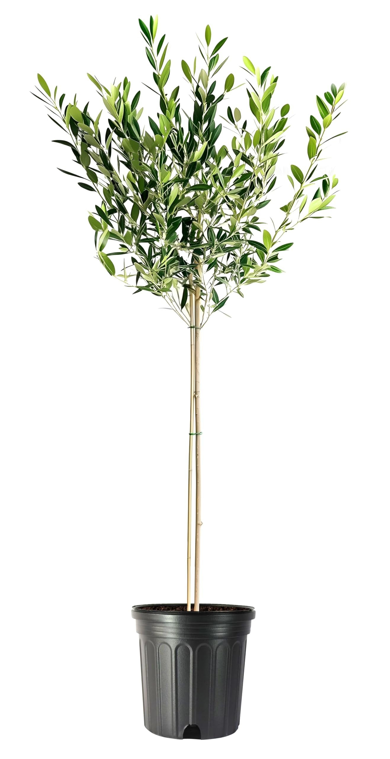 Arbequina Olive Tree 1 Extra Large Single Trunk Standard Pot Grow Your ...