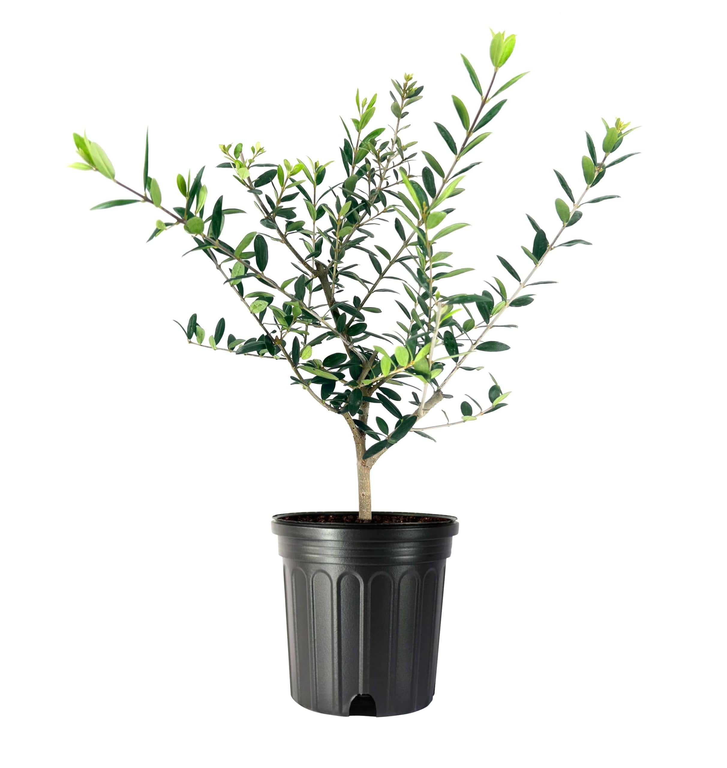 Florida Foliage Arbequina Olive Tree, 2 Live Gallon Size Pots, Grow ...