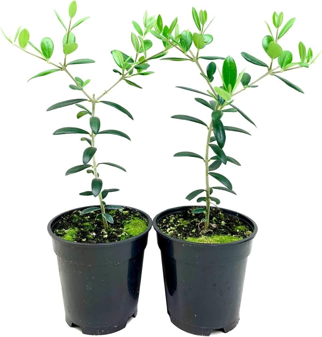 Arbequina Olive Tree 2 Live 4 Inch Pots Grow Your Own Olives Indoors ...