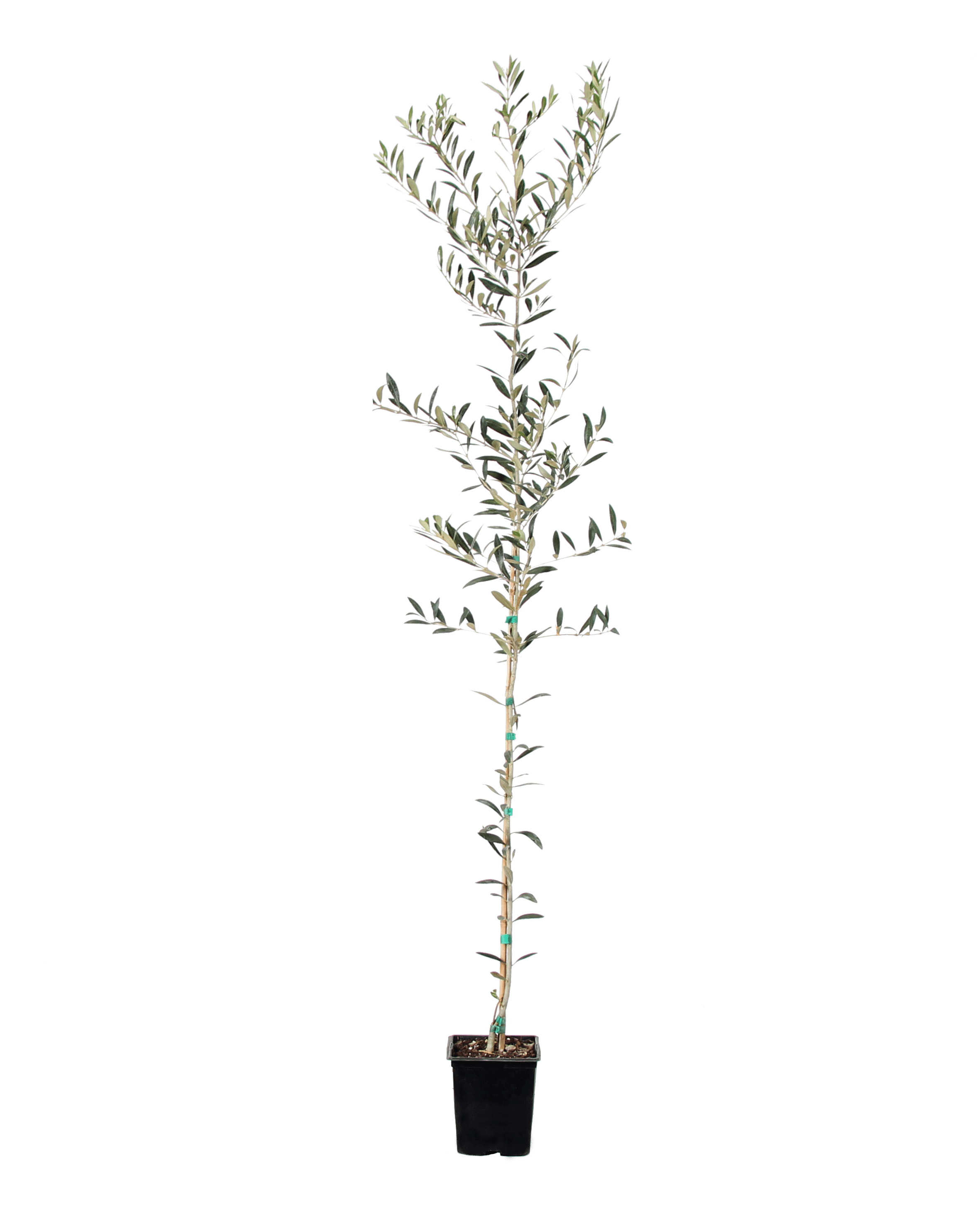 Arbequina Olive Tree - Grow Your Own Delicious Olives - Cannot Ship to ...