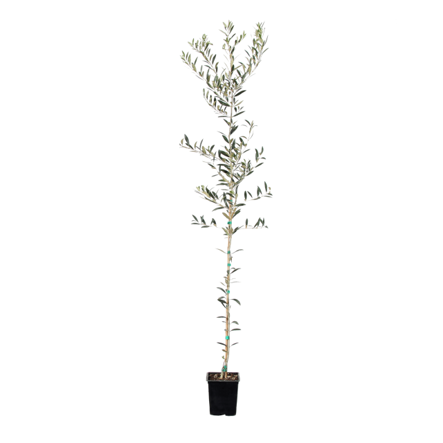 Arbequina Olive Tree - Grow Your Own Delicious Olives - Cannot Ship to ...